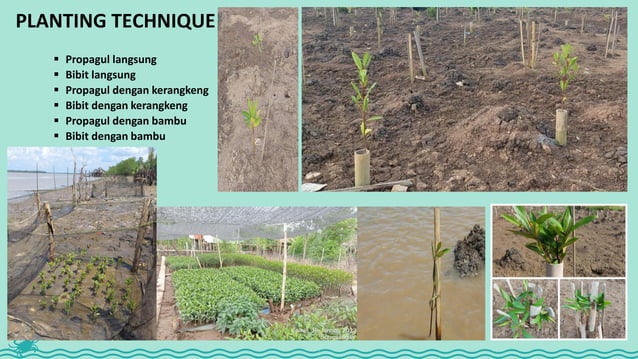 Community-based Mangrove Restoration Technique: Selection of site ...