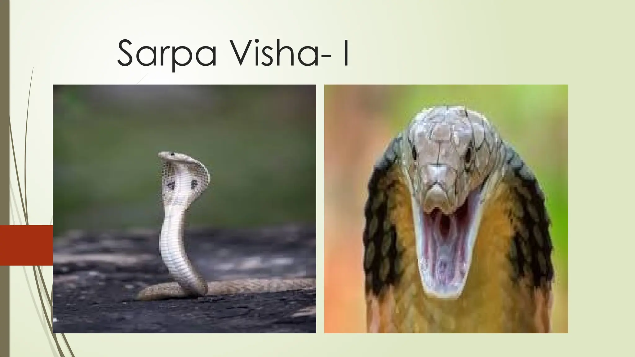Sarpa Visha- AS PER AYURVEDA TYPES WITH CARACTERISSTICS | PPTX