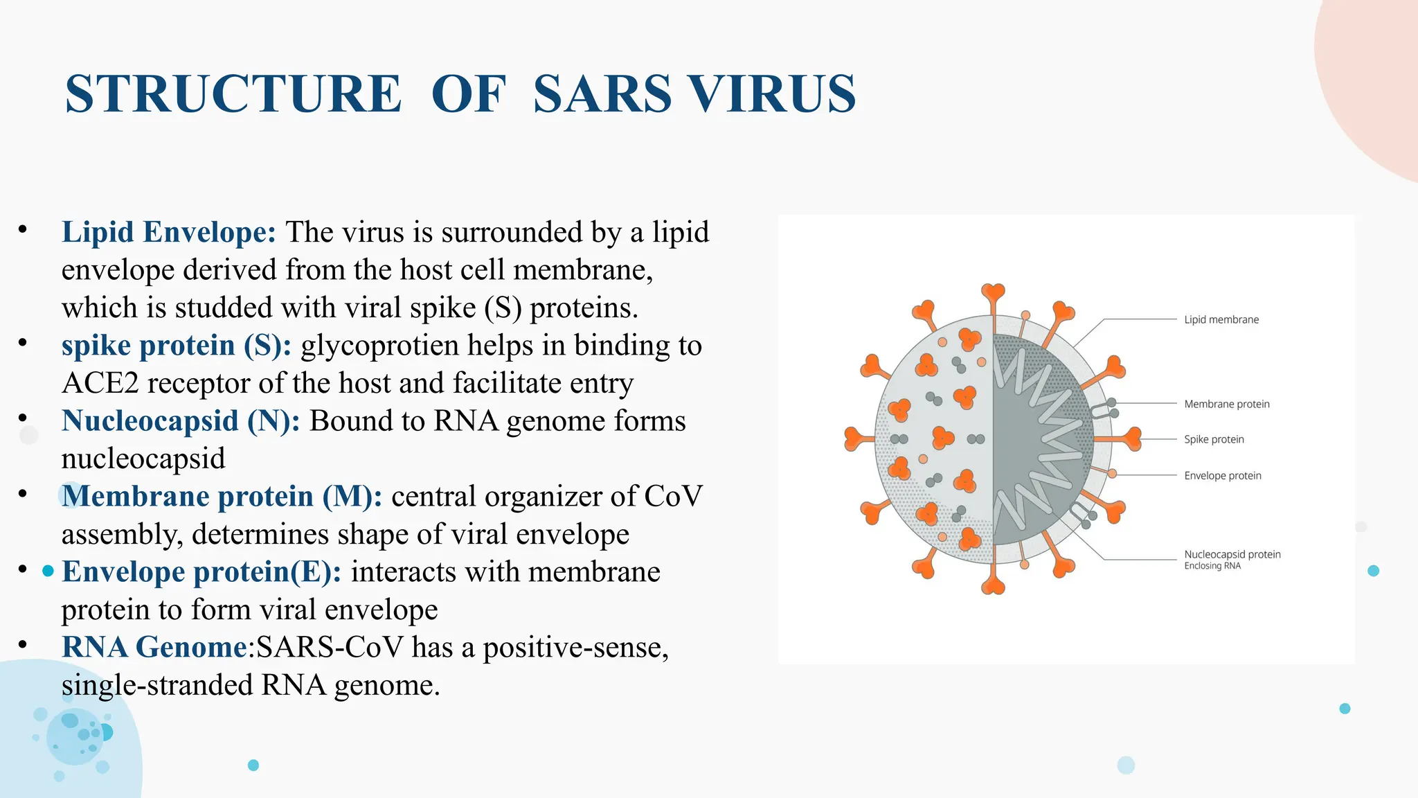 sars virus ( severe acute respiratory syndrome). | PPTX