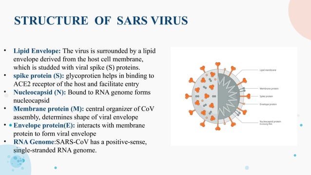 sars virus ( severe acute respiratory syndrome). | PPT
