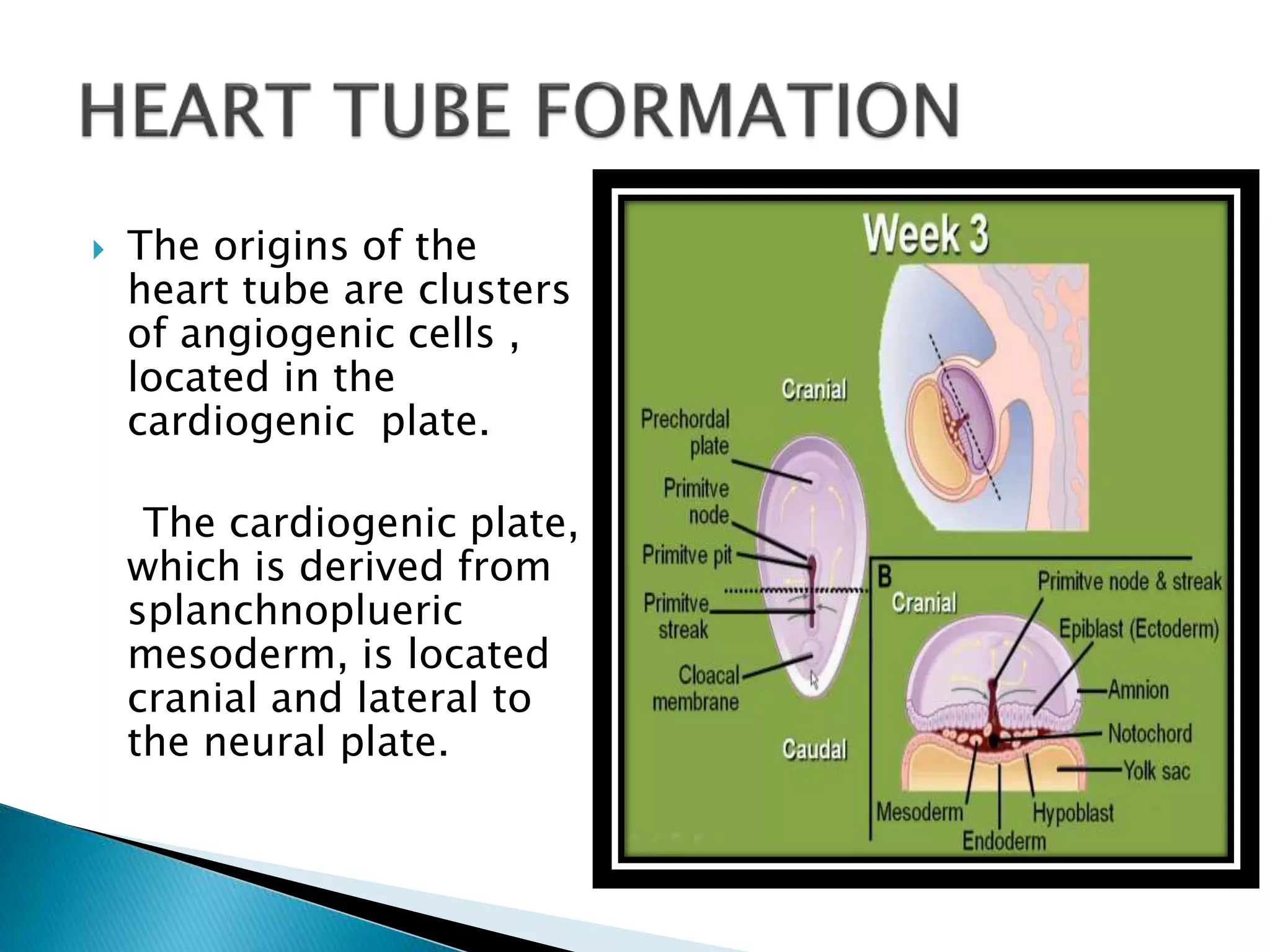 embryology of heart | PPTX