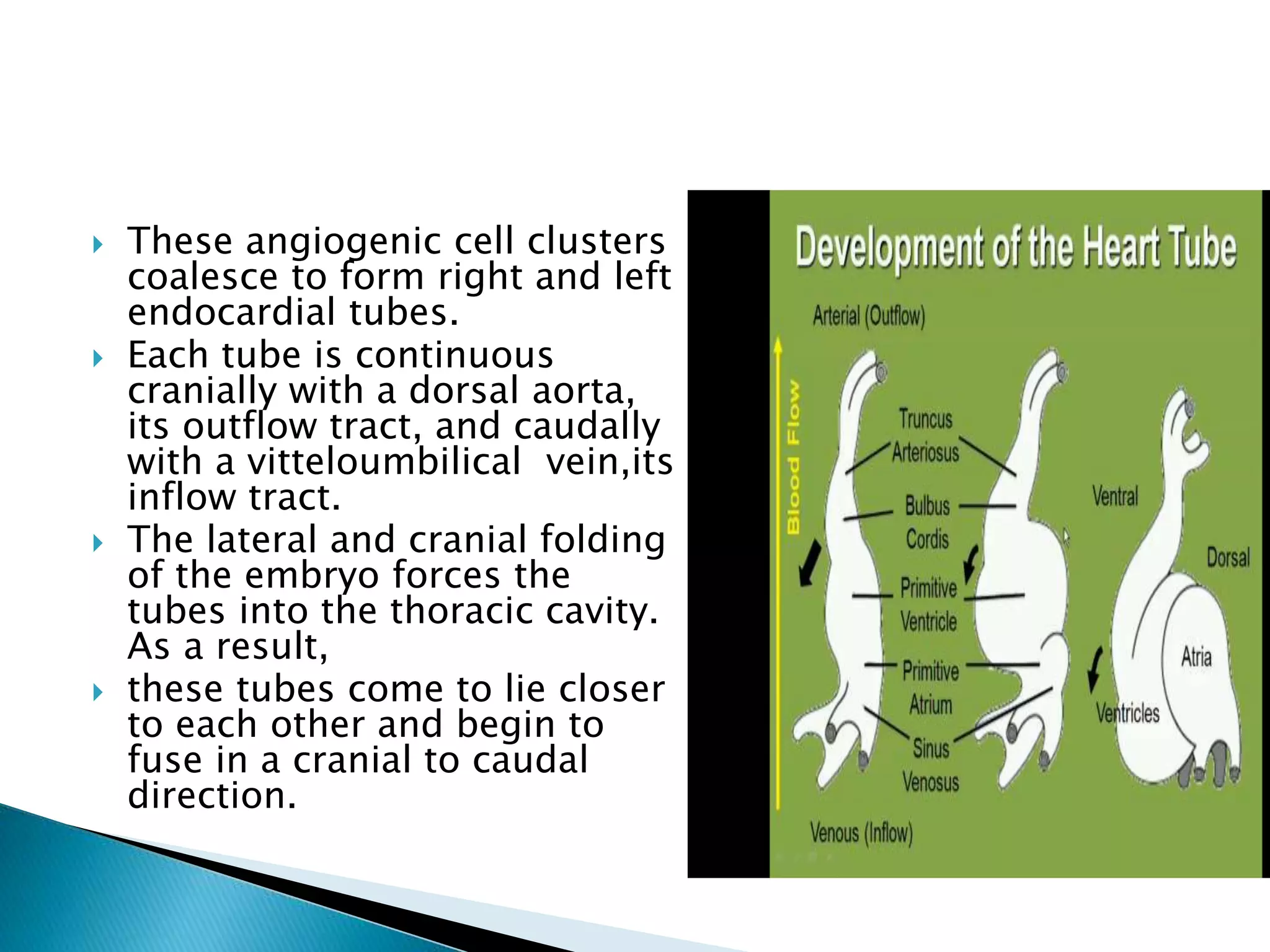 embryology of heart | PPTX