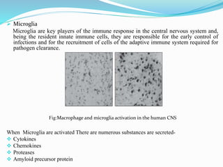 neuroinflammation | PPTX