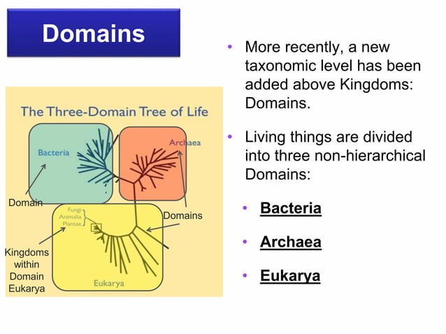 Molecular Systematics and Biodiversity | PPTX | Biological Sciences | Science