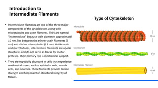 Intermediate Filaments: Structure, Function, Types, and Related ...