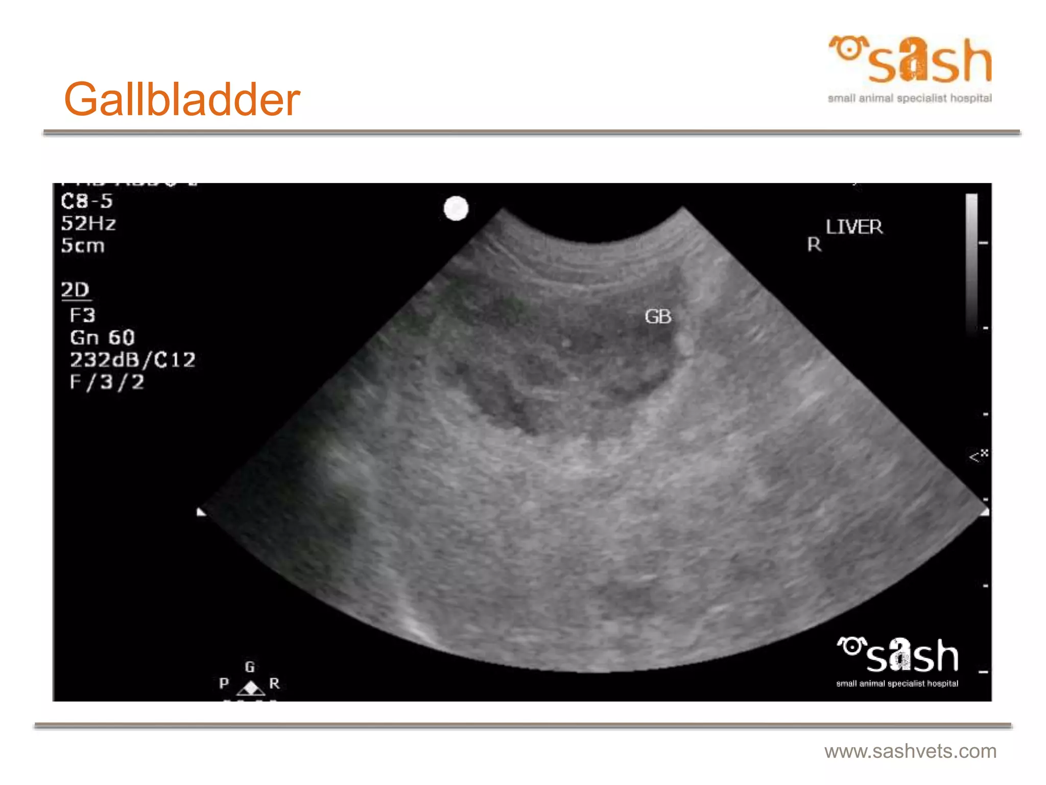 SASH : Canine Biliary Disease - Gallbladder mucocoeles, Cholangitis ...