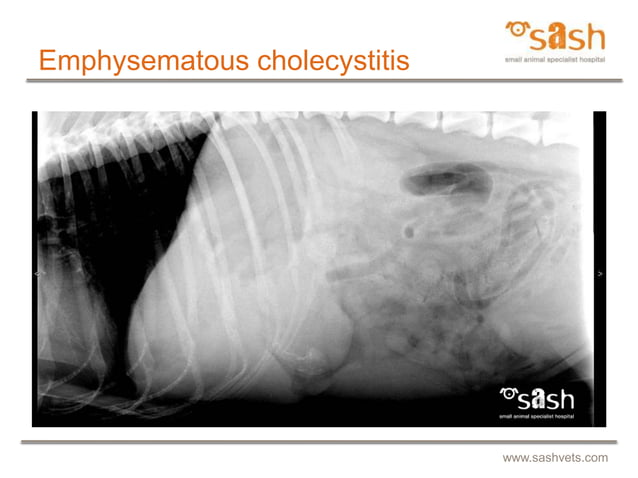 SASH : Canine Biliary Disease - Gallbladder mucocoeles, Cholangitis ...