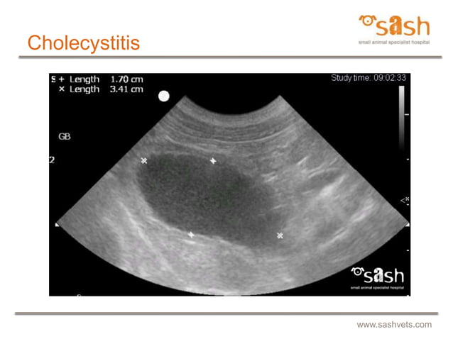 SASH : Canine Biliary Disease - Gallbladder mucocoeles, Cholangitis ...