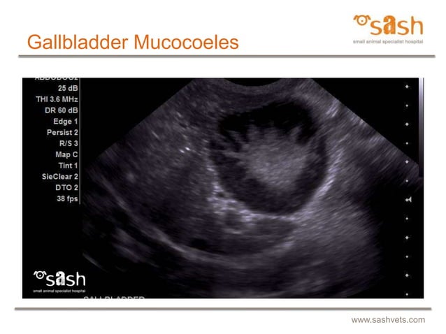 SASH : Canine Biliary Disease - Gallbladder mucocoeles, Cholangitis ...