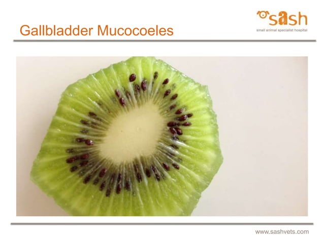 SASH : Canine Biliary Disease - Gallbladder mucocoeles, Cholangitis ...