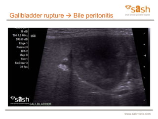 SASH : Canine Biliary Disease - Gallbladder mucocoeles, Cholangitis ...