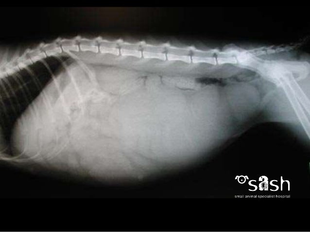 SASH : Peritonitis by Dr Nicole Spurlock