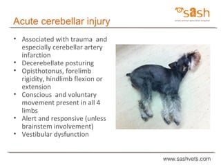 Decerebrate Rigidity Dog