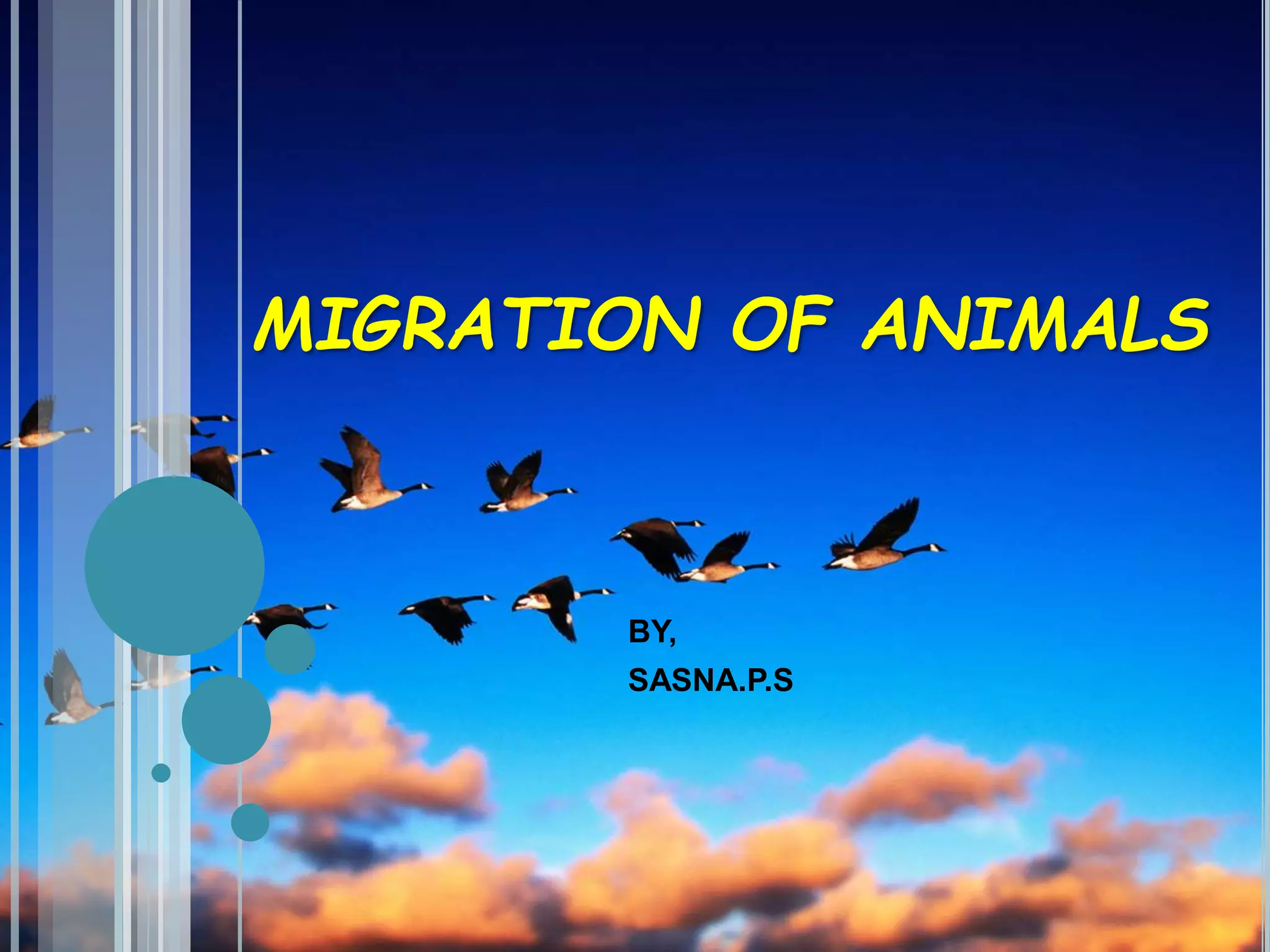 migration of animals | PPTX