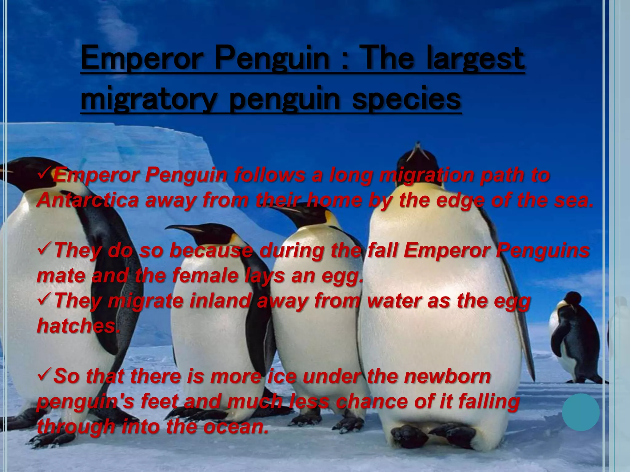 migration of animals | PPTX