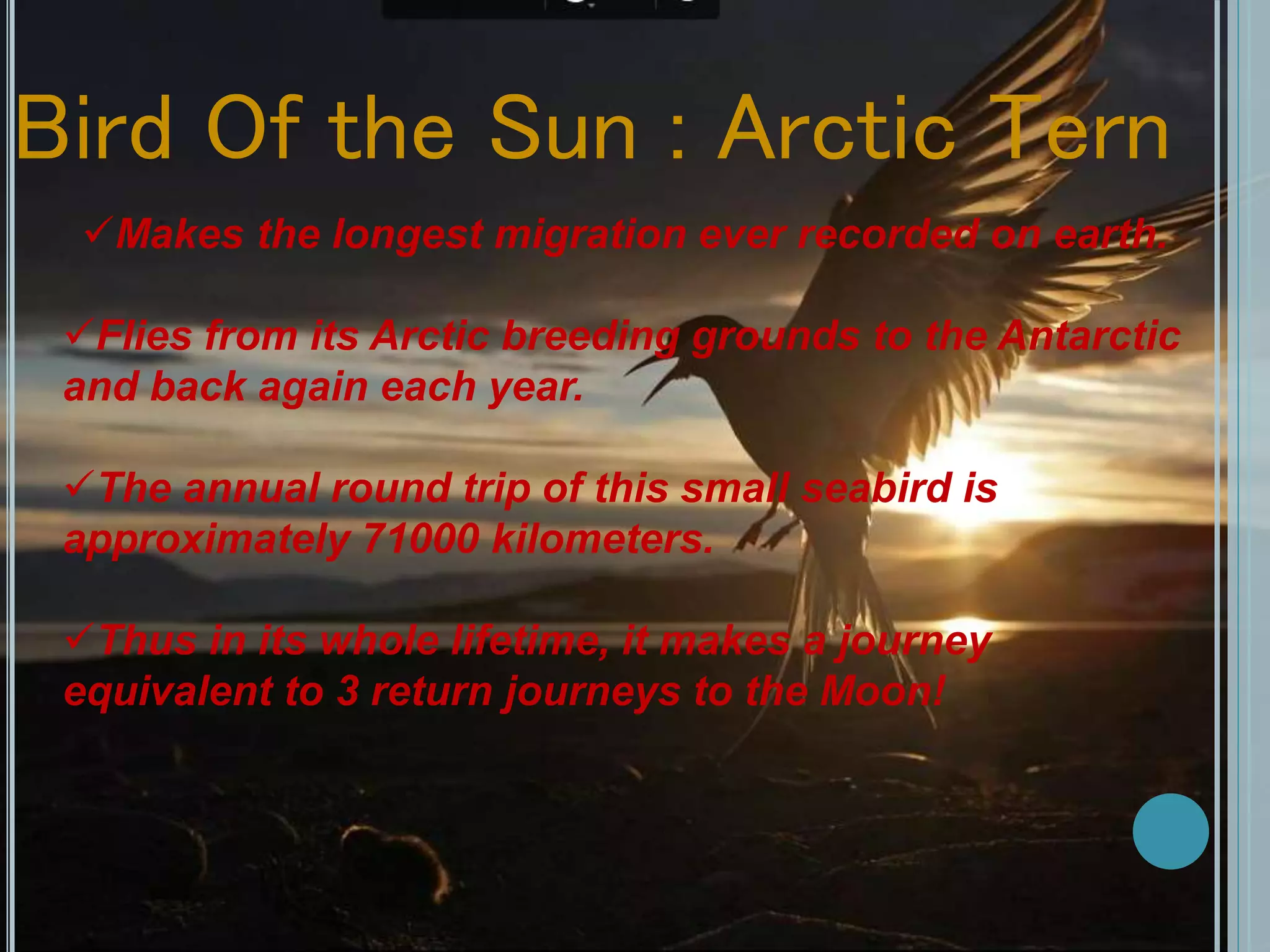migration of animals | PPTX