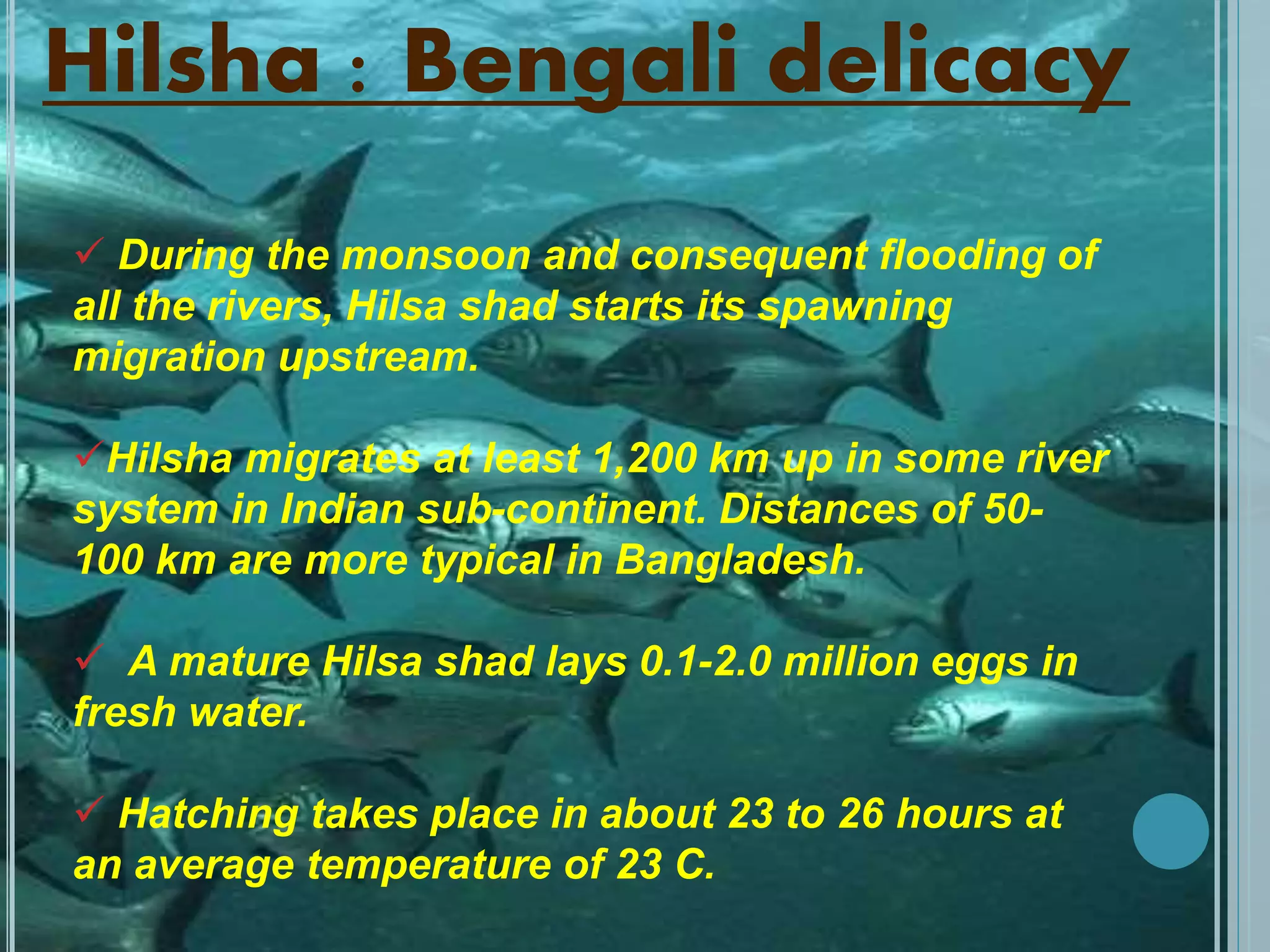 migration of animals | PPTX