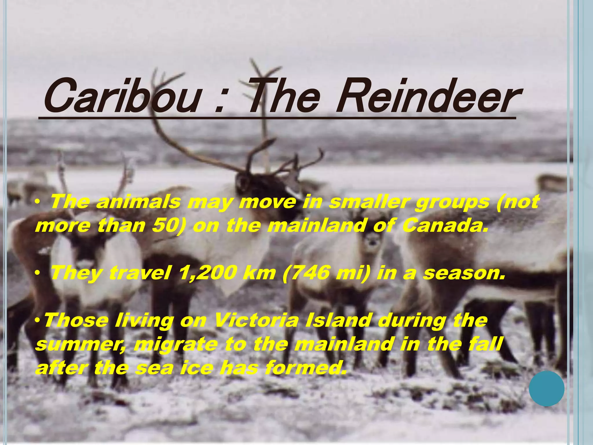 migration of animals | PPTX