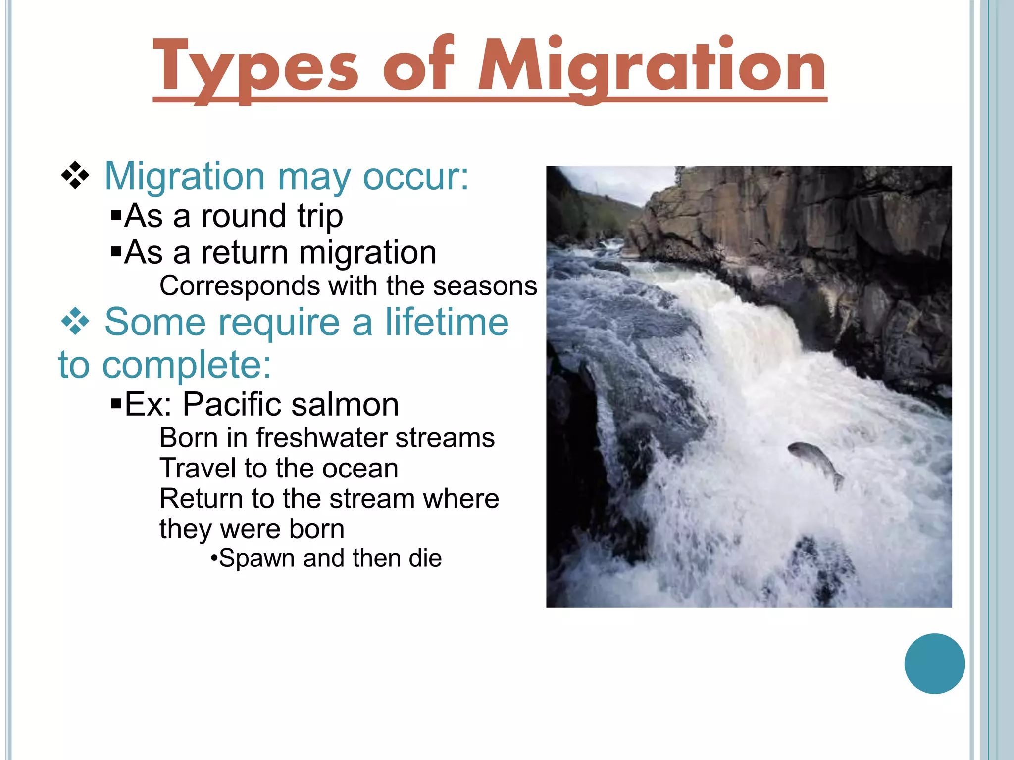 migration of animals | PPTX