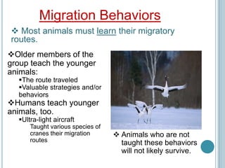 migration of animals | PPTX