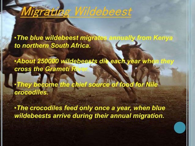 migration of animals | PPTX