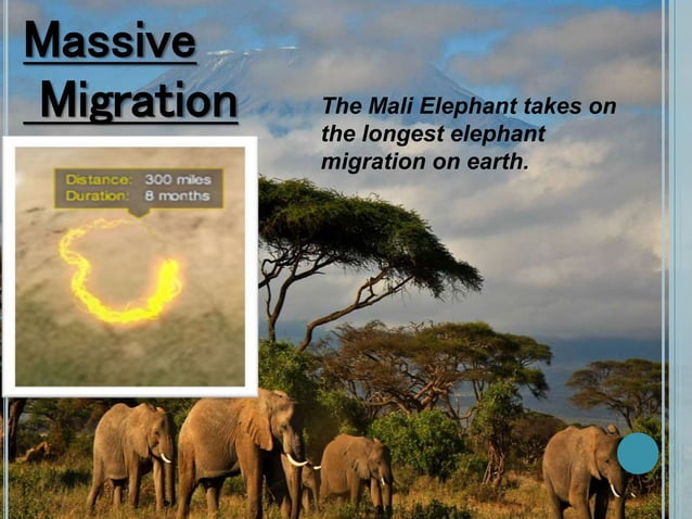 migration of animals | PPTX