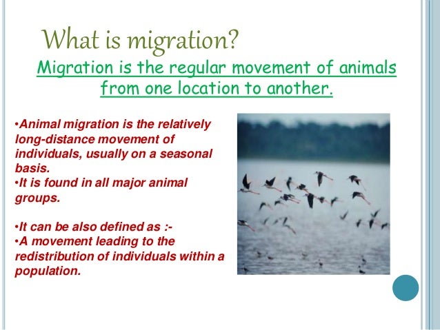 migration of animals
