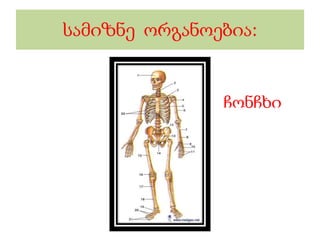 Sasqeso hormonebi | PPT