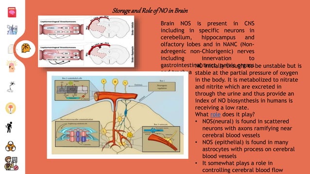 Satadal Sengupta; NO as neurotransmitter.pptx