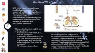 Satadal Sengupta; NO as neurotransmitter.pptx