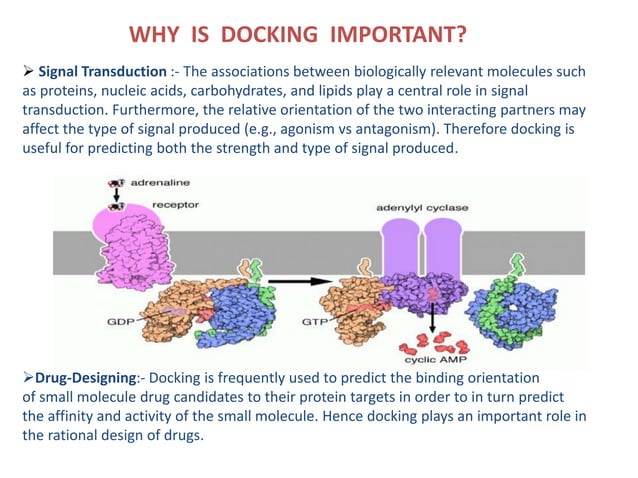 Basics Of Molecular Docking | PPTX