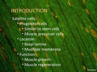 Satellite Cell | PPT