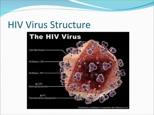 AIDS | PPT | Infectious Diseases | Diseases and Conditions