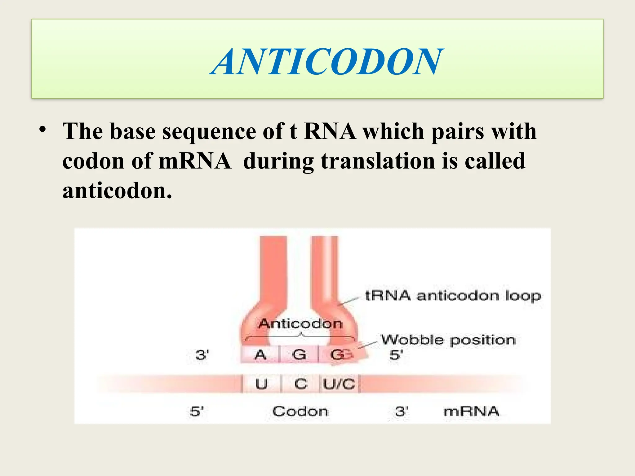Detailed account on Genetic code Pbg.pptx