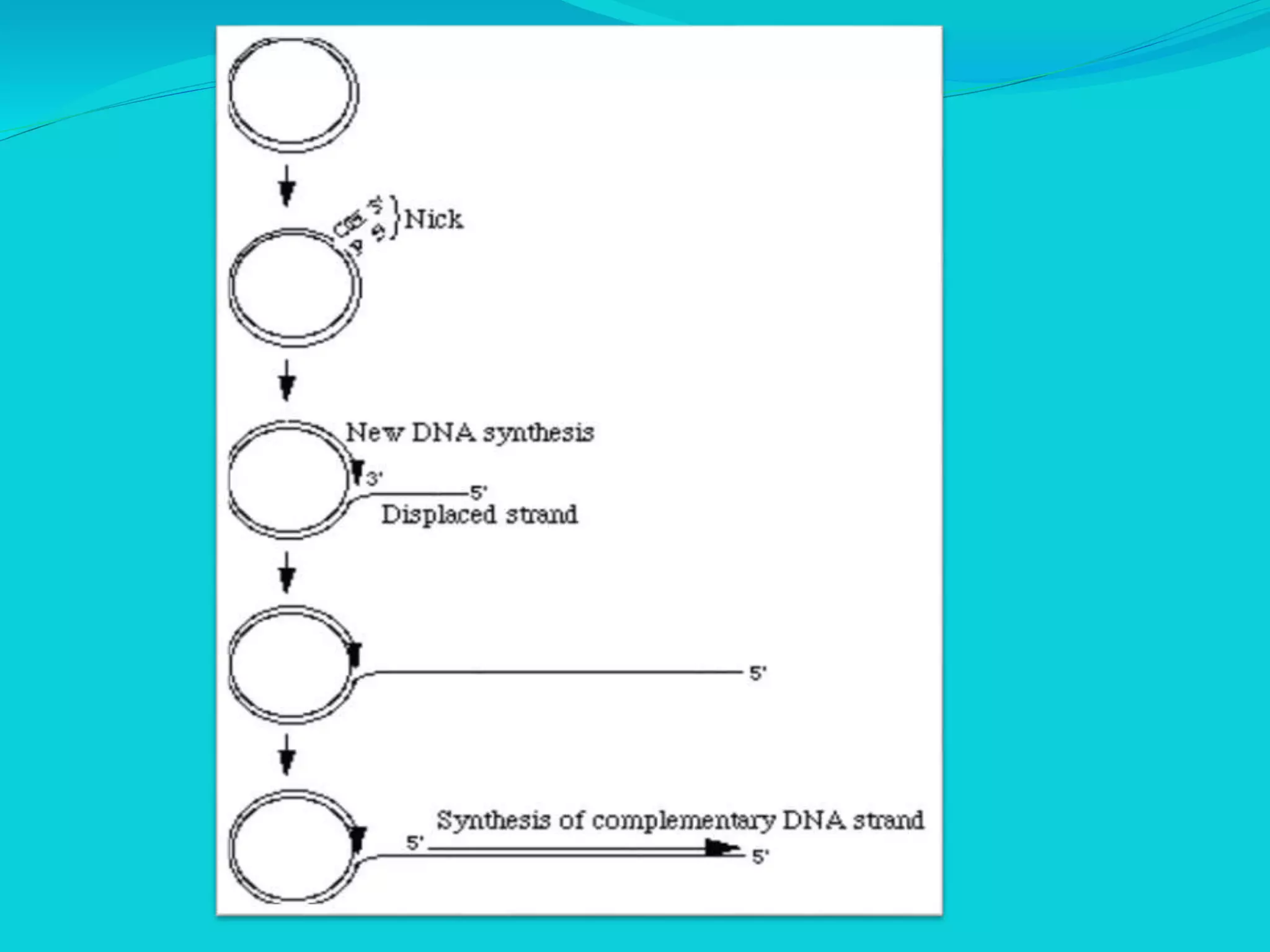 Rolling Circle Replication ppt | PPTX