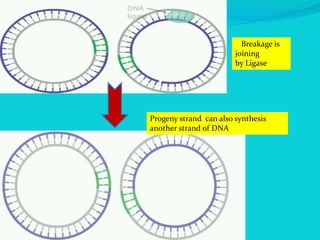 Rolling Circle Replication ppt | PPTX | Biological Sciences | Science