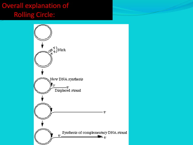 Rolling Circle Replication ppt | PPT