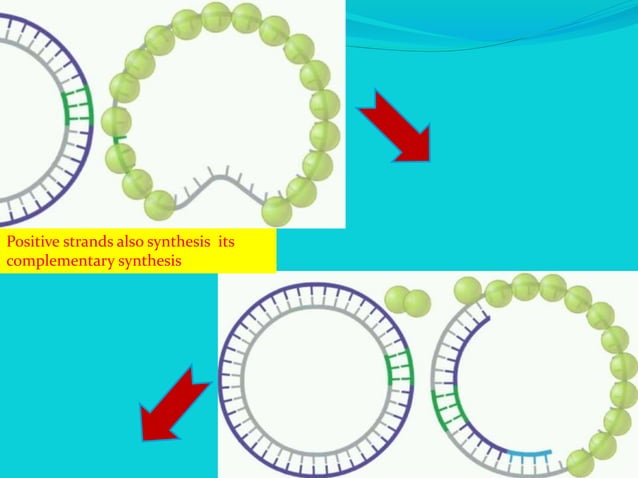 Rolling Circle Replication ppt