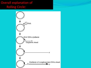 Rolling Circle Replication