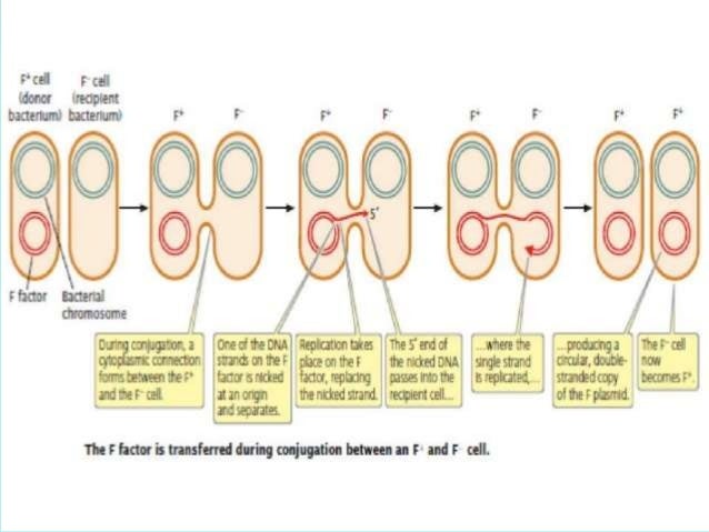 Rolling Circle Replication ppt
