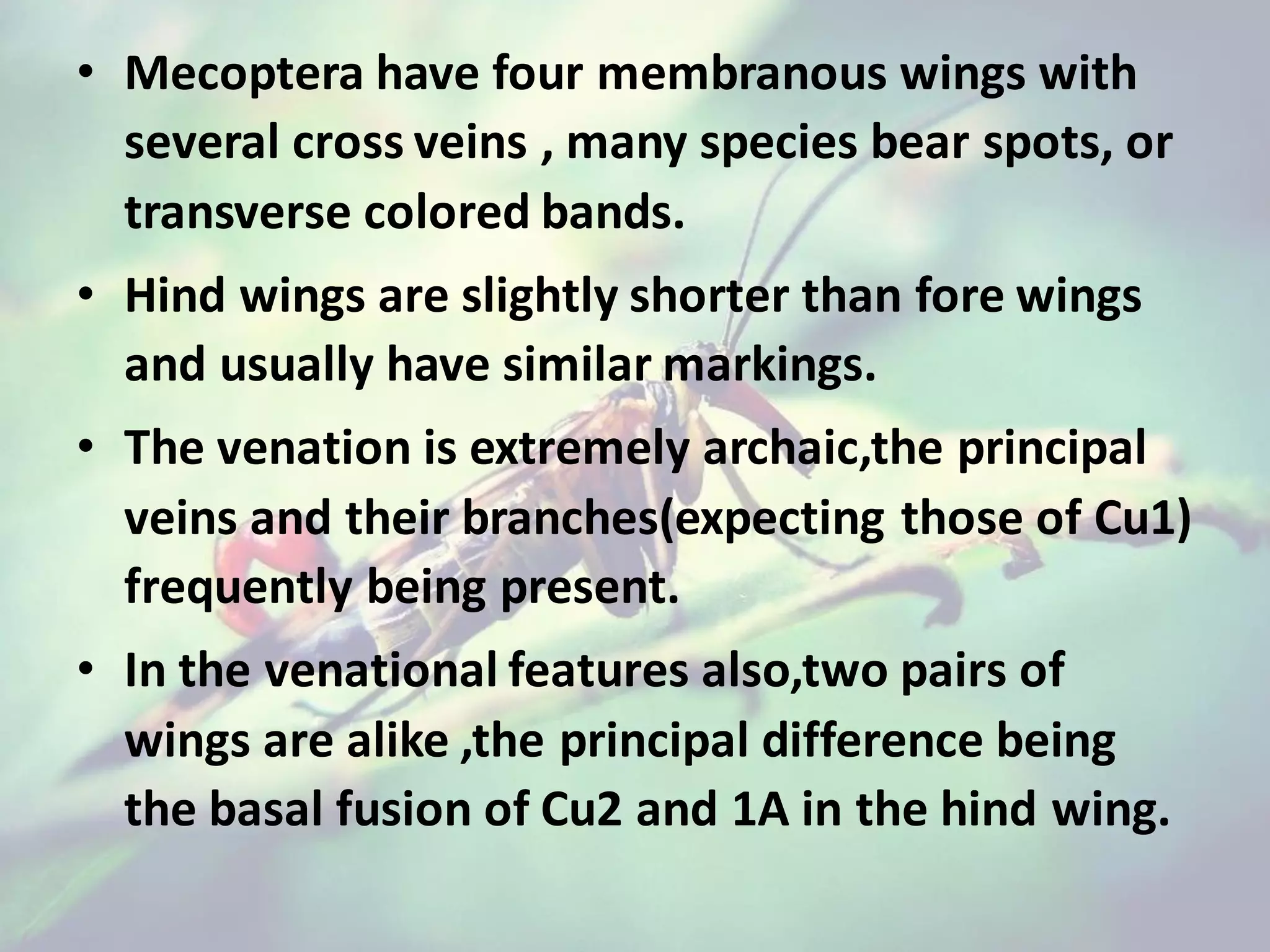 Mecoptera - Scorpion files | PDF