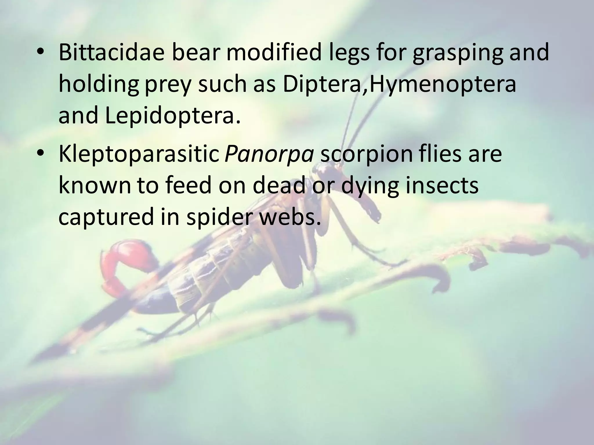 Mecoptera - Scorpion files | PDF
