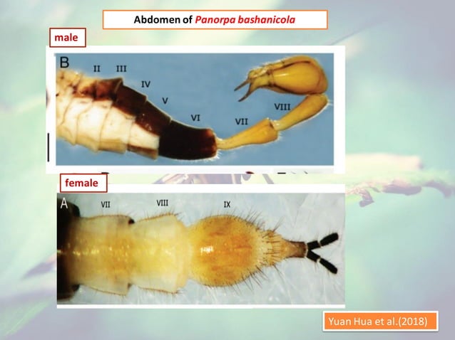 Mecoptera - Scorpion files | PDF | Geography | Science