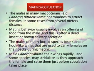 Mecoptera - Scorpion files | PDF