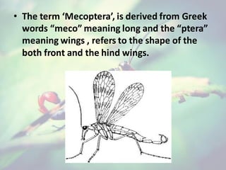 Mecoptera - Scorpion files | PDF | Geography | Science