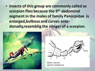 Scorpion Fly Life Cycle