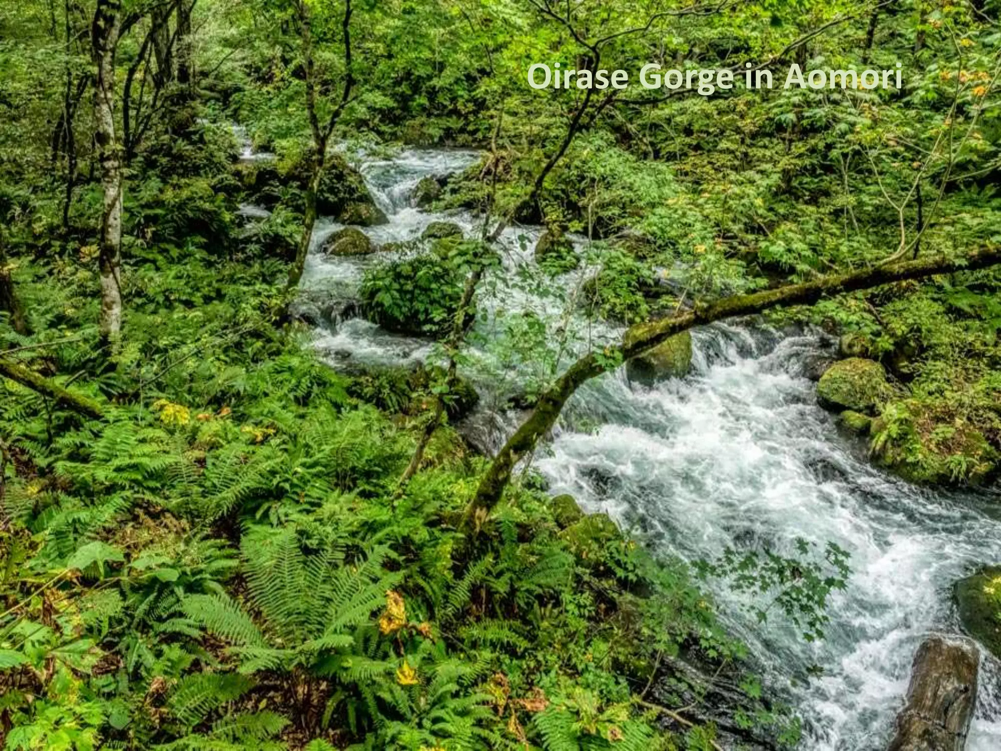 Gorgeous Locations of Japan Explored by Satish Lal Acharya | PPTX