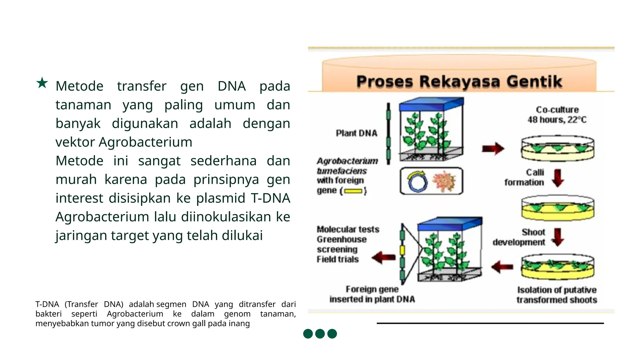 MEKANISME TRANSFORMASI GEN DAN PENGARUH KULTUR JARINGAN.pptx