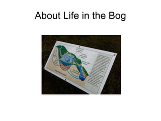 Saturday afternoon at garcelon bog | PPT