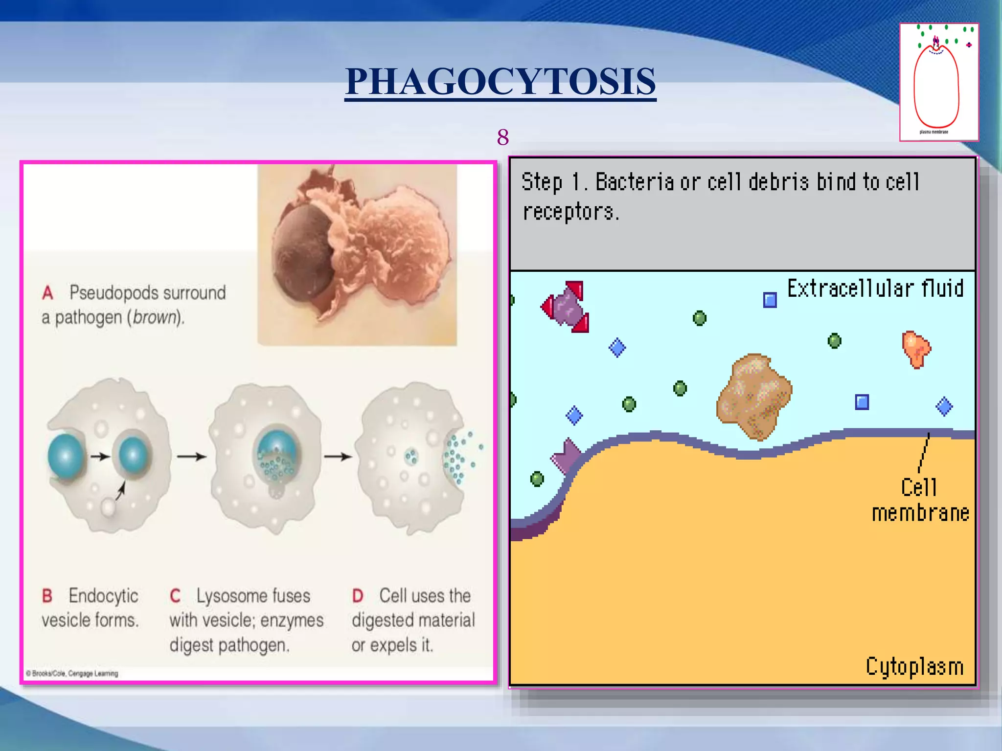 Receptor Mediated Endocytosis | PPTX